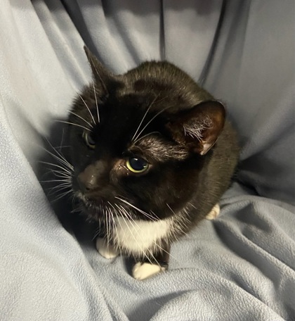 Pets - Horry County SC.Gov