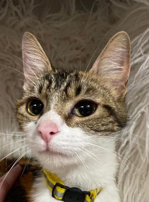 Pets - Horry County SC.Gov