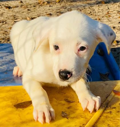 Pets - Horry County SC.Gov