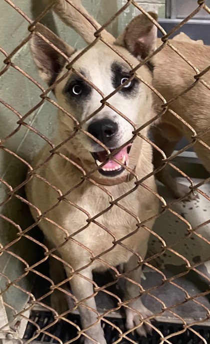 Pets - Horry County SC.Gov