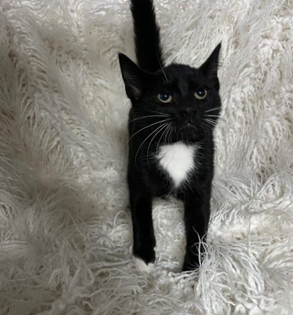 Pets - Horry County SC.Gov