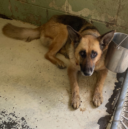 Pets - Horry County SC.Gov