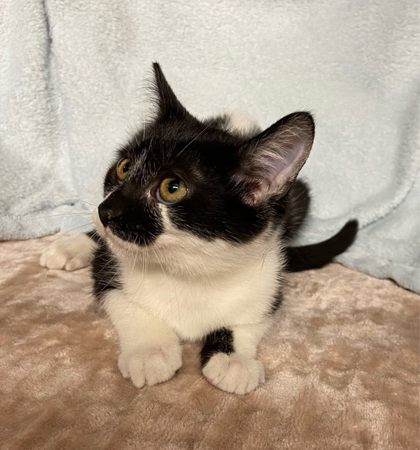 Pets - Horry County SC.Gov