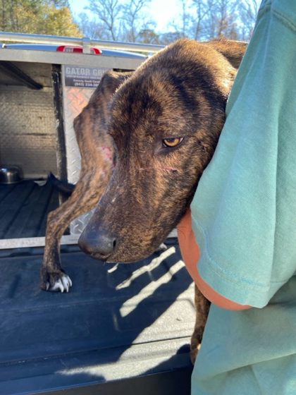 Pets - Horry County SC.Gov