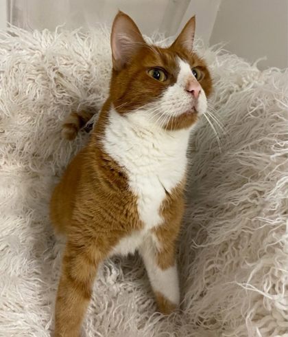 Pets - Horry County SC.Gov