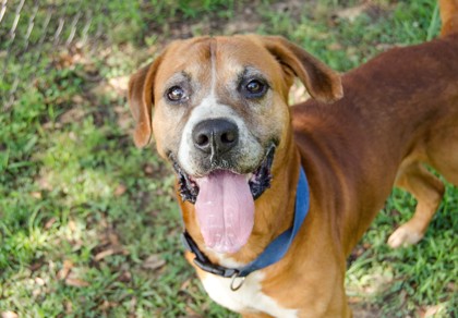 Pets - Horry County SC.Gov