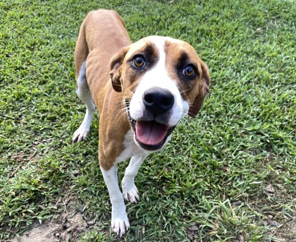 Pets - Horry County SC.Gov