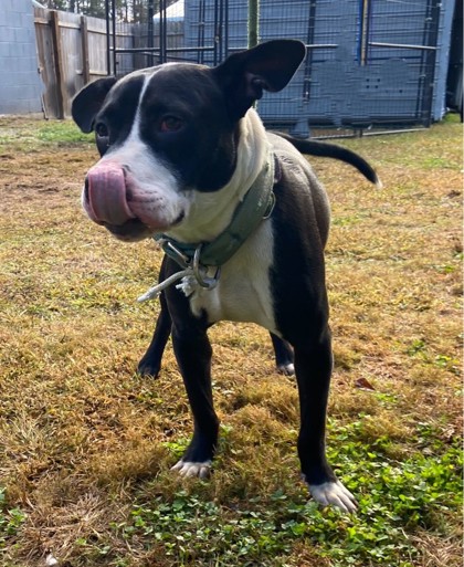 Pets - Horry County SC.Gov