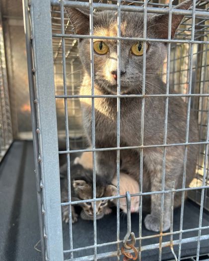 Pets - Horry County SC.Gov