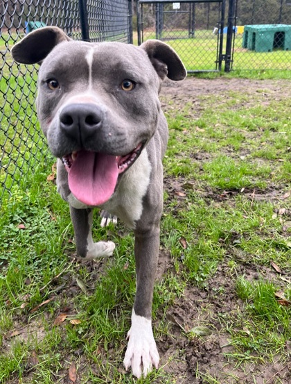 Pets - Horry County SC.Gov