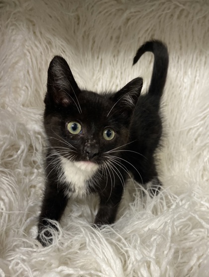 Pets - Horry County SC.Gov