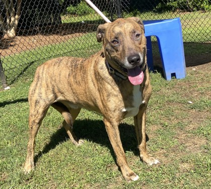 Pets - Horry County SC.Gov