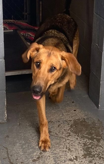 Pets - Horry County SC.Gov