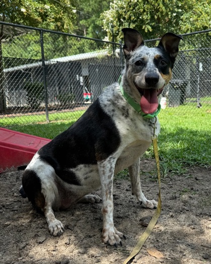 Pets - Horry County SC.Gov