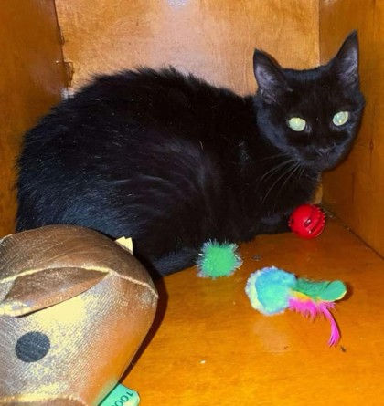 Pets - Horry County SC.Gov