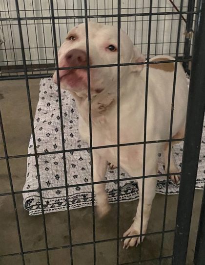 Pets - Horry County SC.Gov