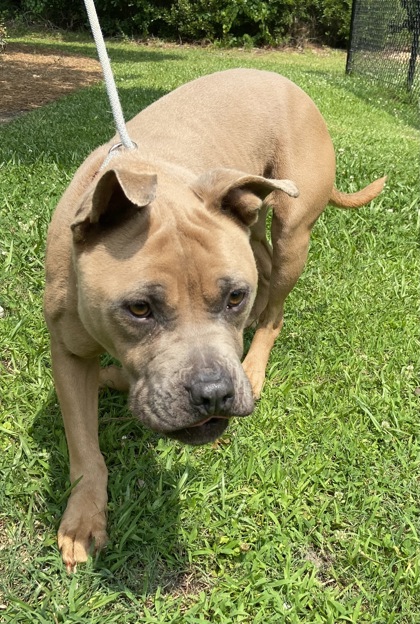 Pets - Horry County SC.Gov