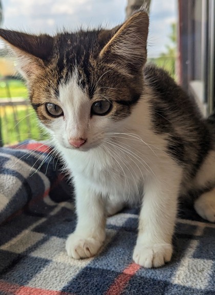 Available Cats | Animal Welfare Friends