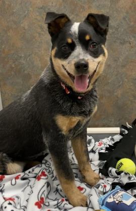 AHeinz57 Pet Rescue and Transport - Central Iowa Rescue