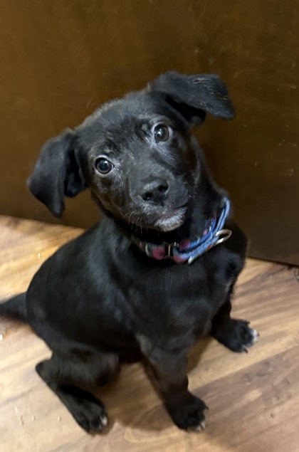 AHeinz57 Pet Rescue and Transport - Central Iowa Rescue