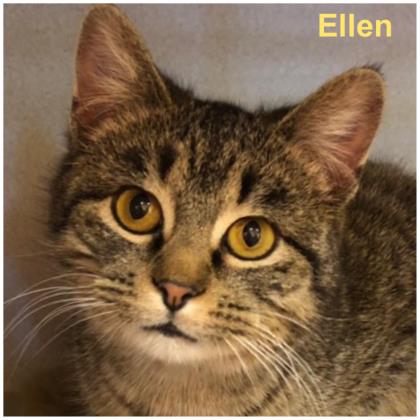 Adopt A Pet - AHeinz57 Pet Rescue and Transport