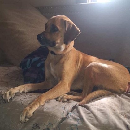 AHeinz57 Pet Rescue and Transport - Central Iowa Rescue