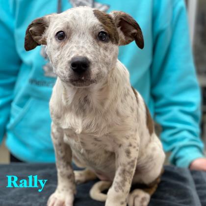 AHeinz57 Pet Rescue and Transport - Central Iowa Rescue