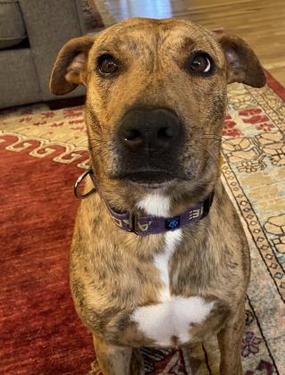 AHeinz57 Pet Rescue and Transport - Central Iowa Rescue