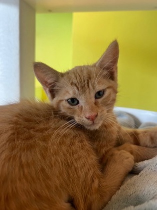 Adoptable Animals - Louisiana SPCA