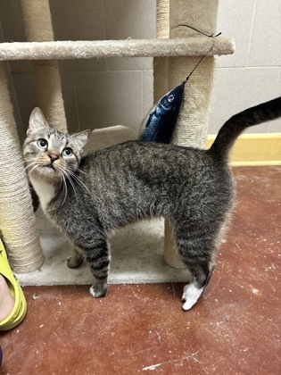 Adoptable Animals - Louisiana SPCA
