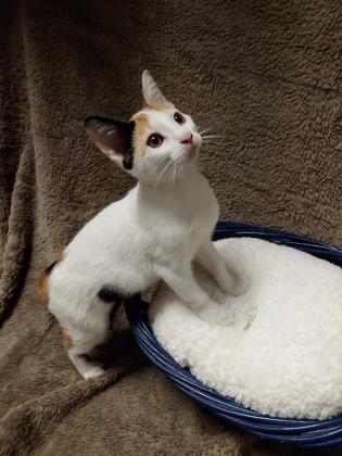 Adoptable Animals - Louisiana SPCA