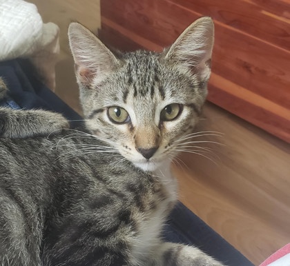 Adoptable Animals - Louisiana SPCA