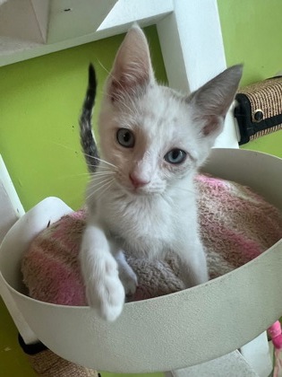 Adoptable Animals - Louisiana SPCA