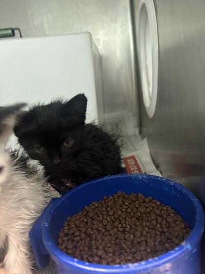 Adoptable Animals - Louisiana SPCA