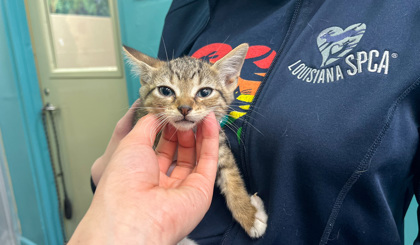 Adoptable Animals - Louisiana SPCA