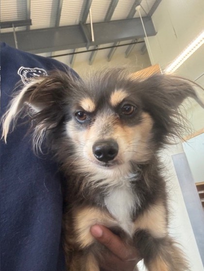 Adoptable Animals - Louisiana SPCA