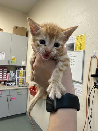 Adoptable Animals - Louisiana SPCA