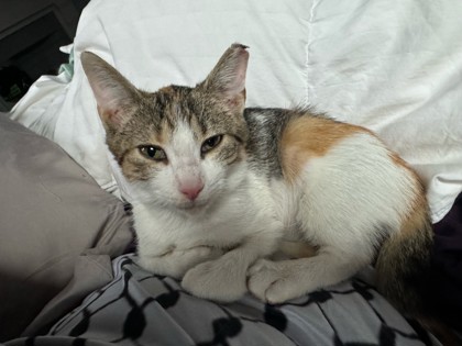 Adoptable Animals - Louisiana SPCA