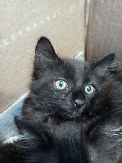 Adoptable Animals - Louisiana SPCA