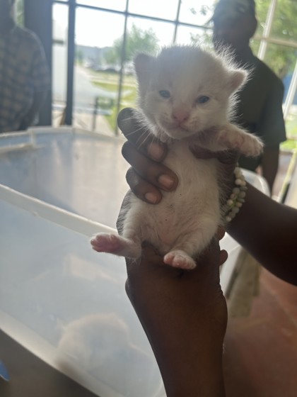 Adoptable Animals - Louisiana SPCA