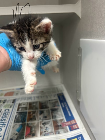 Adoptable Animals - Louisiana SPCA