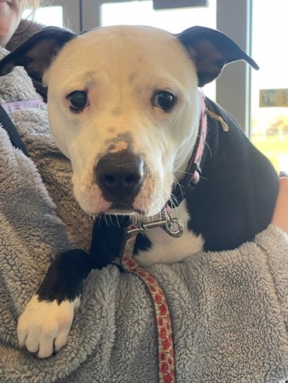 Adoptable Animals - Louisiana SPCA