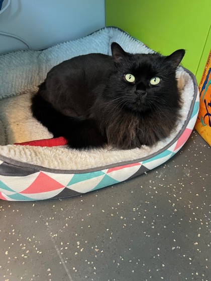 Adoptable Animals - Louisiana SPCA