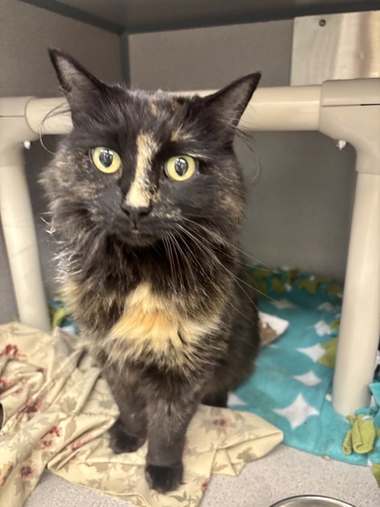 Atomic Apple | Greater Androscoggin Humane Society