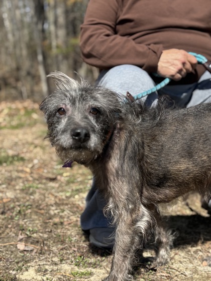 Betsy- By Appointment Only | Greater Androscoggin Humane Society