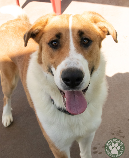 St Bernard Border Collie Mix Breed