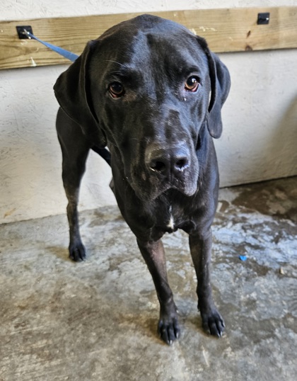 Adoptable Animals