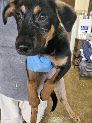 Black And Tan Coonhound German Shepherd Mix