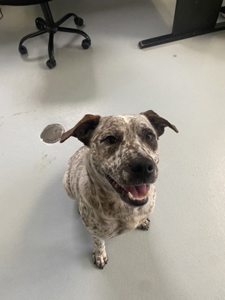 Adoptable Dogs