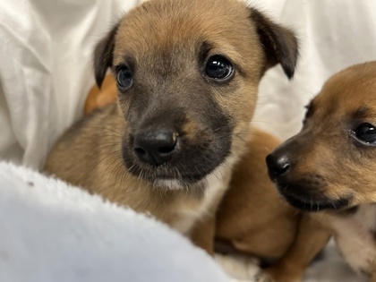 Adoptable Dogs